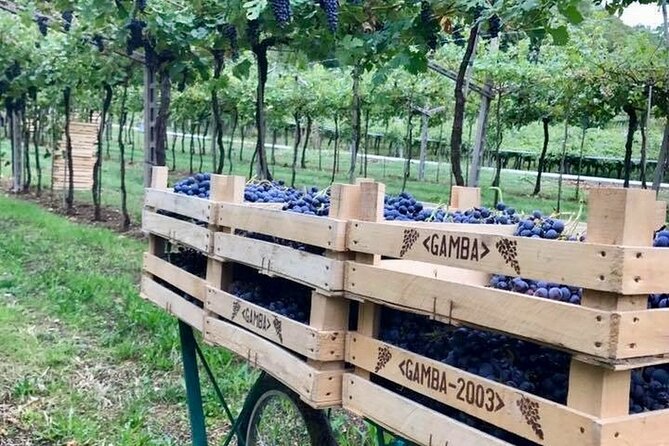 Amarone-Valpolicella Wine Tour - Visit Verona. From Venice - Key Points