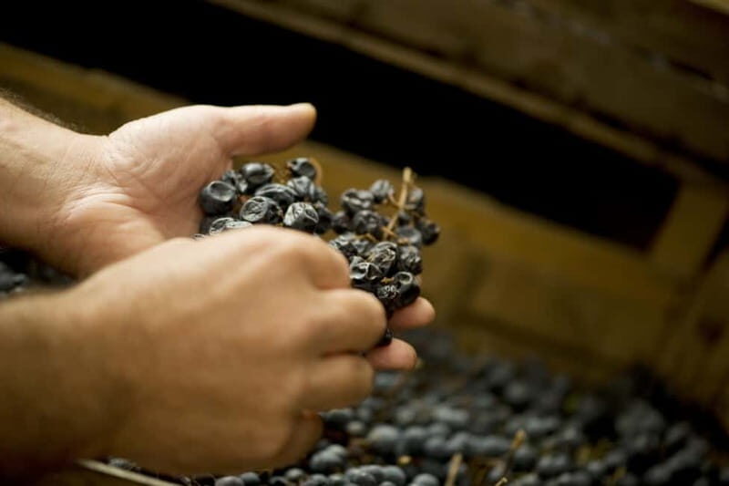 Amarone vertical tasting: A unique experience tasting different vintages of Amarone - An Introduction to the Amarone Vertical Tasting Experience