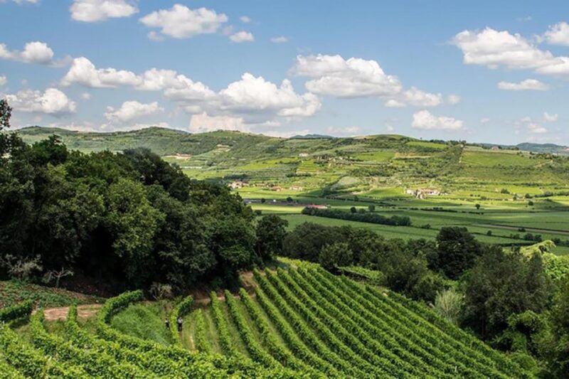 Amarone Wine Tasting Tour. Visit Verona. From Venice - Practical Details and Value
