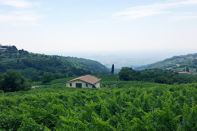 Amarone Wine Tour (all-inclusive full day with lunch and expert wine guide) - What Travelers Are Saying