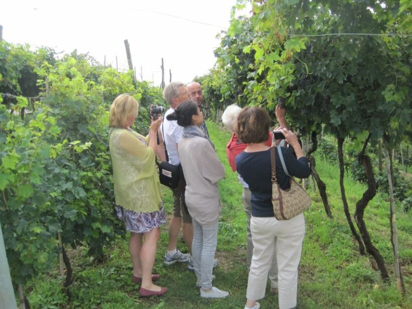Amarone Wine Tour & Tasting from Venice, Padua or Verona - Exploring the Veneto Vineyards: Step by Step