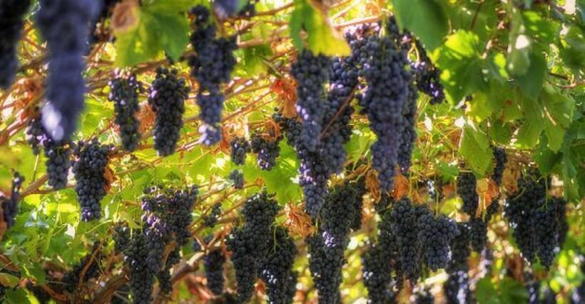 Amarone Wine Tour & Tasting from Venice, Padua or Verona - Who Should Consider This Tour?