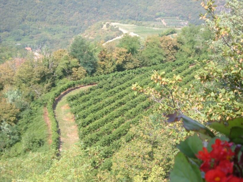 Amarone Wine Tour & Tasting from Venice, Padua or Verona - FAQ