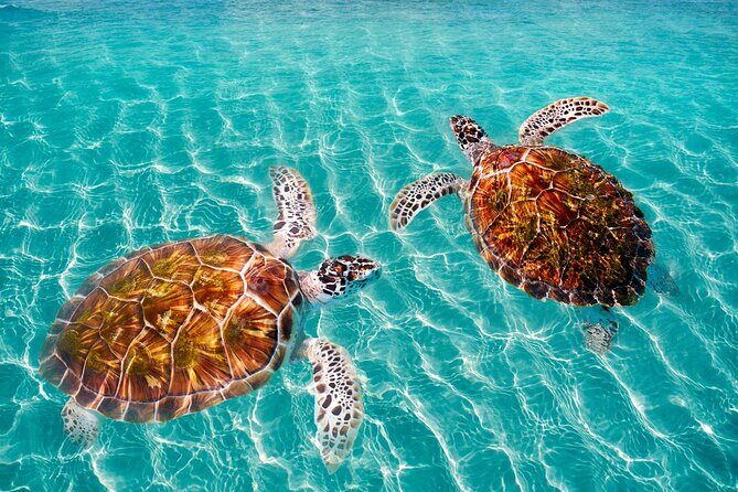 Amazing Adventure in Akumal. Swim with turtles and discover Tulum Ruins. - Who Will Love This Tour?