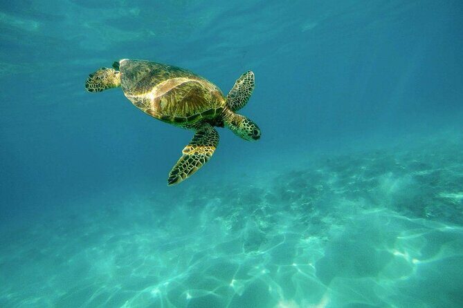 Amazing Adventure in Akumal. Swim with turtles and discover Tulum Ruins. - FAQ