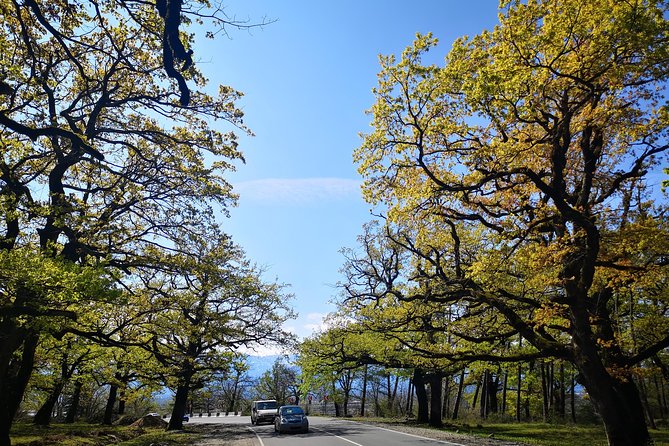 Amazing All Inclusive Tour for 7 Days From Tbilisi - Tour Experience