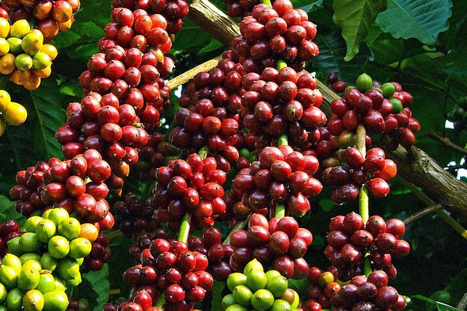 Amazing Coffee full-day tour in Buon Ma Thuot - Daklak - Key Points
