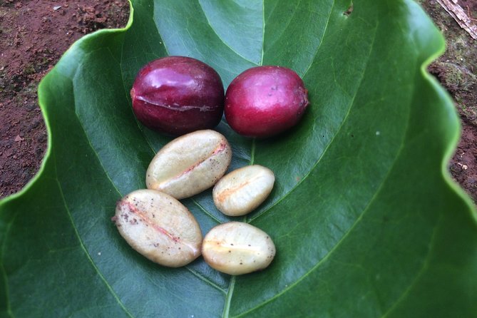 Amazing Coffee full-day tour in Buon Ma Thuot - Daklak - FAQ