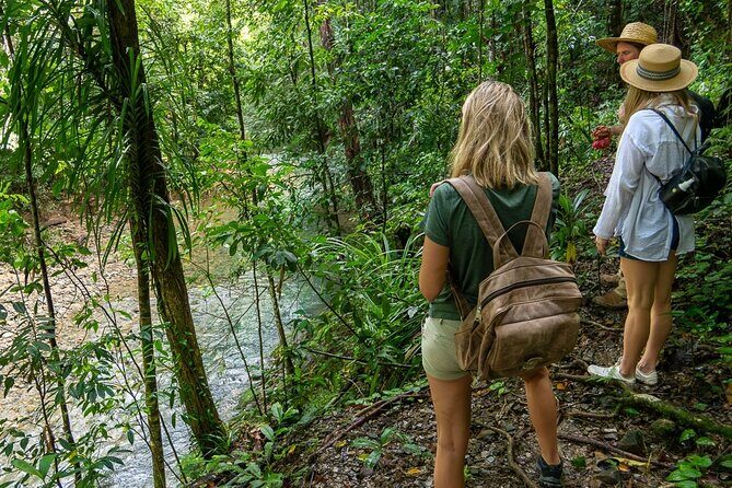 Amazing Daintree Rainforest Tour Waterfall Hike, Lunch, Swim & Crocodile Cruise - A Deep Dive into the Daintree Rainforest Tour