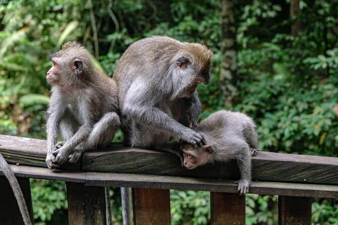 Amazing Day Tour: Highlights of Ubud Village Hidden Waterfall - Key Points