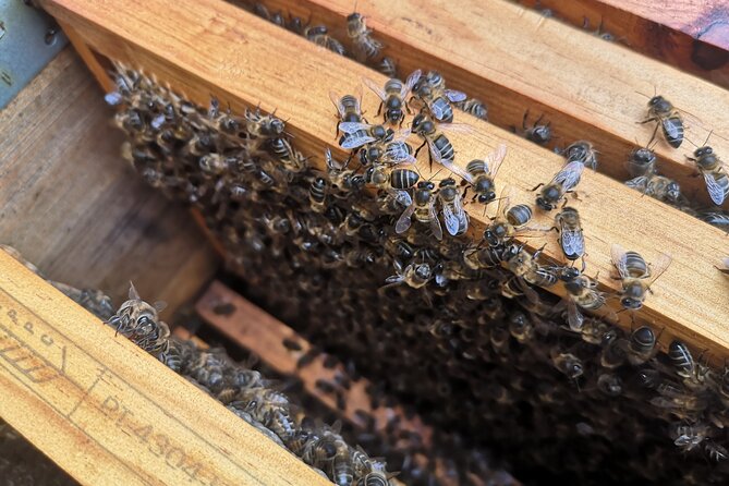 Amazing experience with Bees, honey and Pollen in Madeira Island - An In-Depth Look at the Madeira Beekeeping Experience