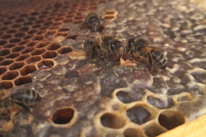 Amazing experience with Bees, honey and Pollen in Madeira Island - FAQs