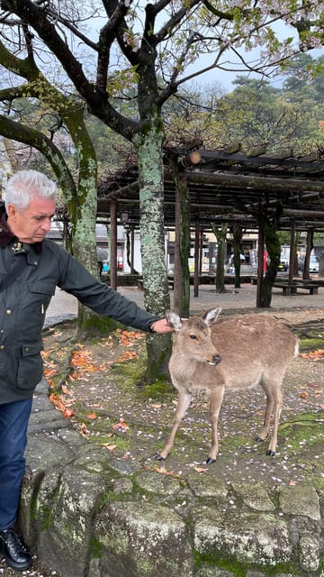 Amazing Hiroshima: Private City Tour With a Local Guide - Hiking the Majestic Mount Misen