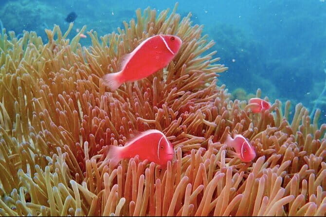 Amazing Phu Quoc 1Day Tour Diving with pro guide - FAQ