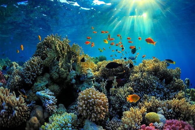 Amazing Snorkeling at Blue Lagoon - An In-Depth Look at the Blue Lagoon Snorkeling Tour