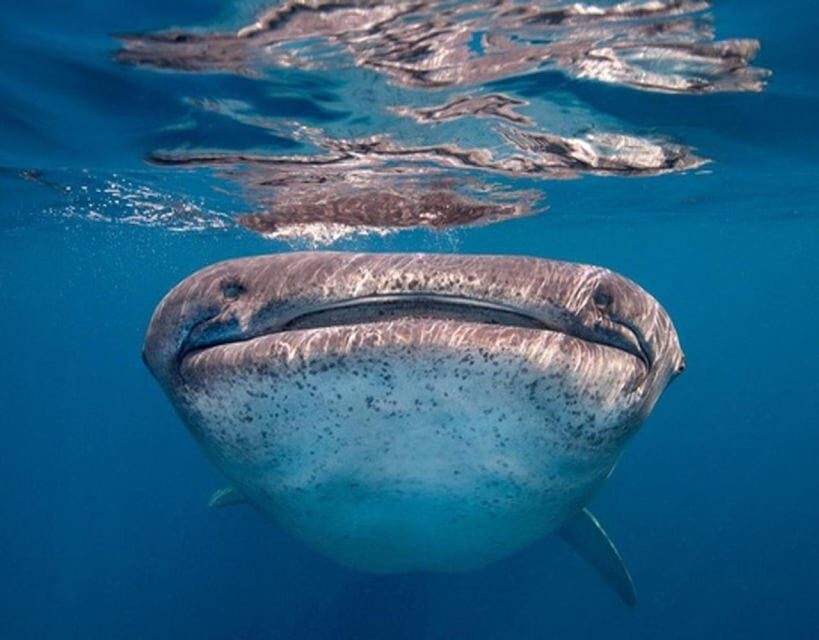 AMAZING SUMBAWA WHALE SHARK TOUR - Key Points