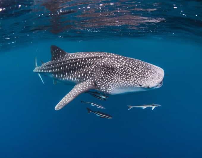 AMAZING SUMBAWA WHALE SHARK TOUR - An In-Depth Look at the Sumbawa Whale Shark Tour