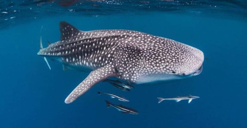 AMAZING SUMBAWA WHALE SHARK TOUR - FAQ