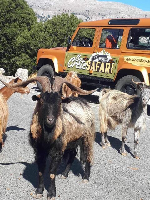 Amazing Sunset Safari Route with Dinner - The Experience: What Visitors Say