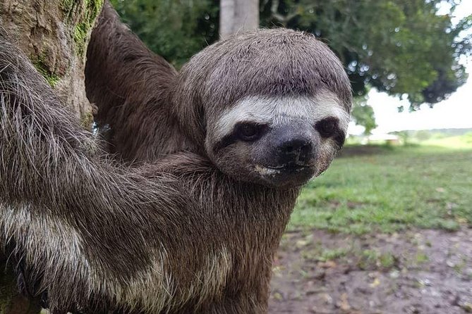 Amazon Rescue Center - Manatees Conservation Center Admission Ticket - Endangered Species Focus