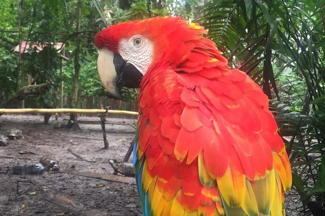 Amazon Rescue Center - Manatees Conservation Center Admission Ticket - Private Tour Experience