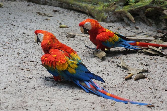 Amazon Rescue Center - Manatees Conservation Center Admission Ticket - Booking and Cancellation Policy