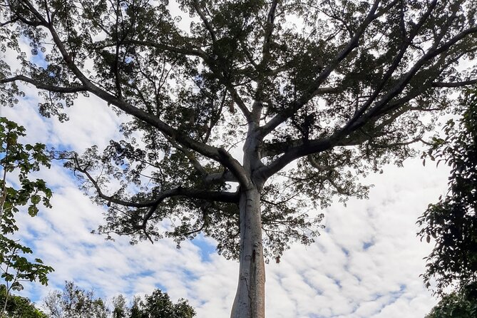 Amazon Safari From Manaus - Swimming With the Pink Dolphins