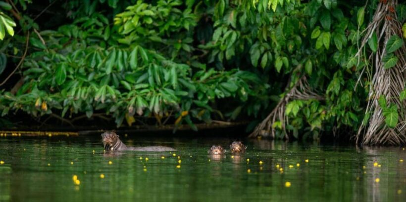 AMAZON TOUR MANU CULTURAL AREA 3D  2N - Day 2: Lagoons, Wildlife, and Night Walks