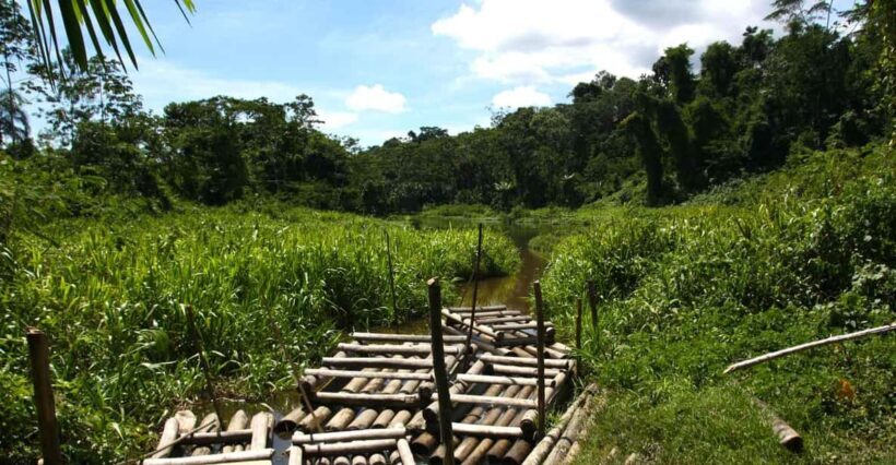 AMAZON TOUR MANU CULTURAL AREA 3D  2N - What Travelers Say