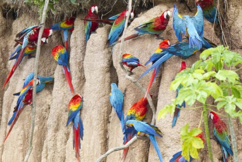 AMAZON TOUR MANU CULTURAL AREA 3D  2N - Is This Tour Right for You?