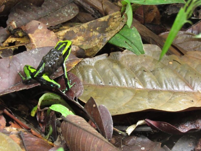 Amazonas Extreme - What’s Included and What’s Not