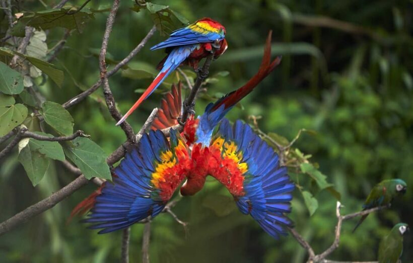 Amazonas Manu Cultural Zone 4 Days / 3 Nights - Amazonas Manu Cultural Zone 4 Days / 3 Nights