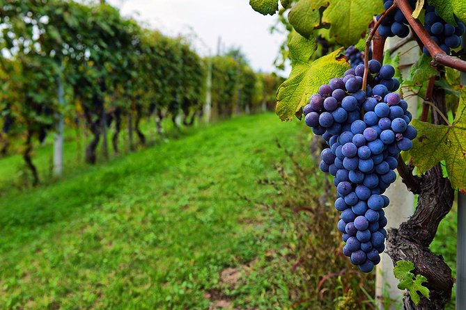 Amber Wines Private Day trip With tastings and Lunch From Tbilisi - Practicalities and Tips for Travelers