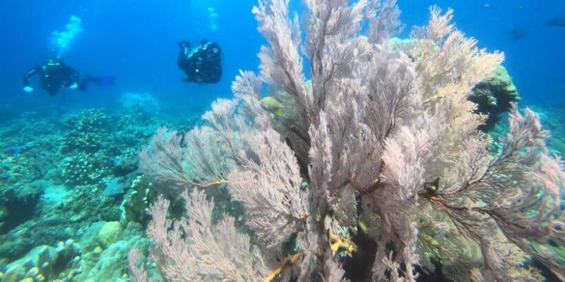 Amed: Guided Scuba Dive for Beginners/Non Certified divers - The Cost and Value