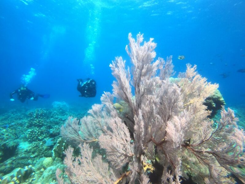 Amed: Guided Scuba Dive for Beginners/Non Certified divers - Who Will Love This Tour?