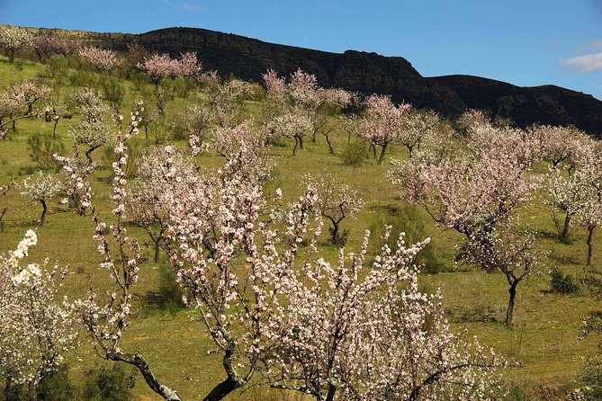 Amendoeiras em Flor - Frequently Asked Questions