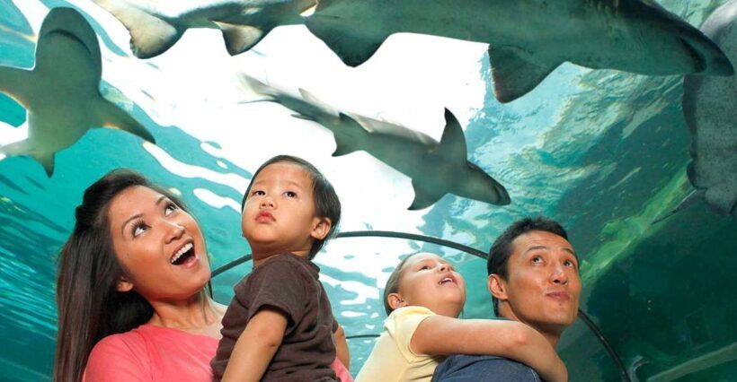 American Dream: SEA LIFE® Aquarium Entry Ticket - The Interactive Exhibits and Animal Encounters