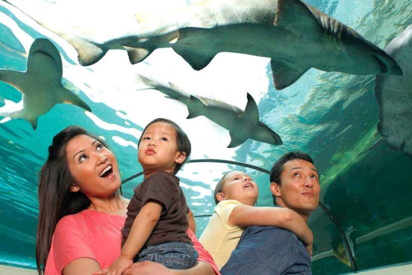 American Dream: SEA LIFE® Aquarium Entry Ticket - What You Need to Know Before Visiting