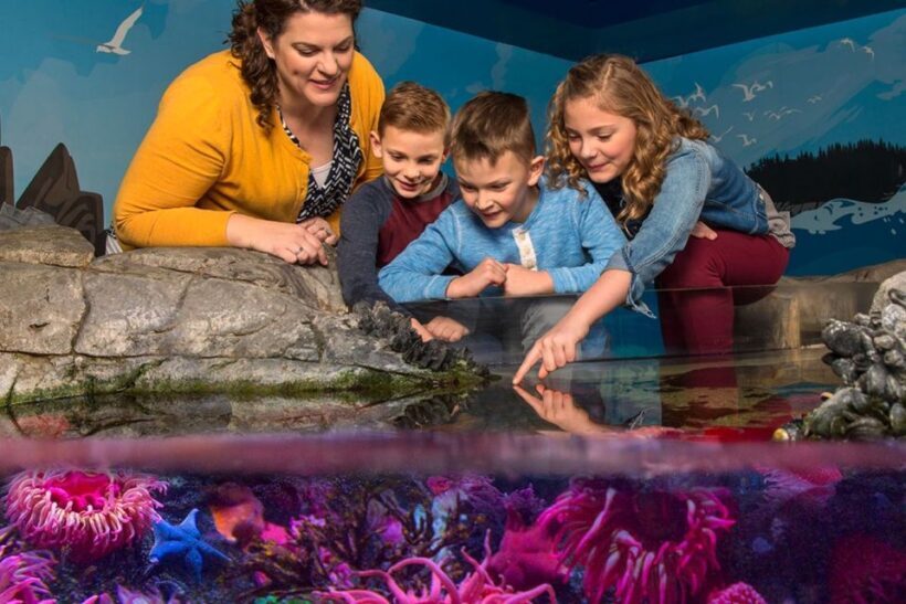 American Dream: SEA LIFE® Aquarium Entry Ticket - What Visitors Say