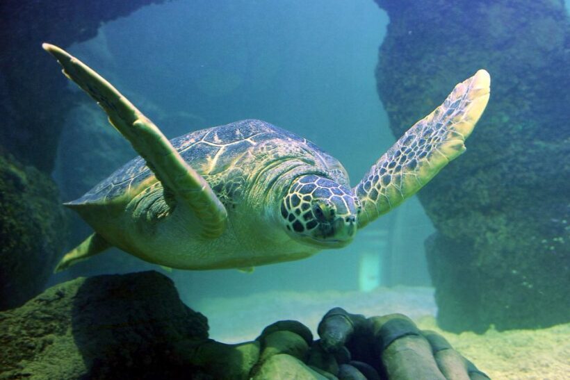 American Dream: SEA LIFE® Aquarium Entry Ticket - The Sum Up: Who Will Love This Experience?