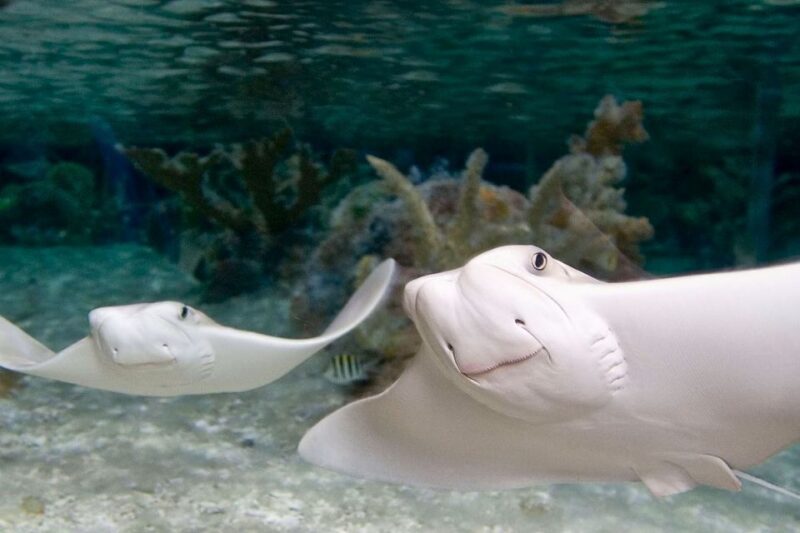 American Dream: SEA LIFE® Aquarium Entry Ticket - How the Experience Flows: A Typical Day