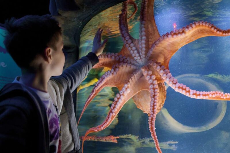 American Dream: SEA LIFE® Aquarium Entry Ticket - Authentic Insights from Visitors