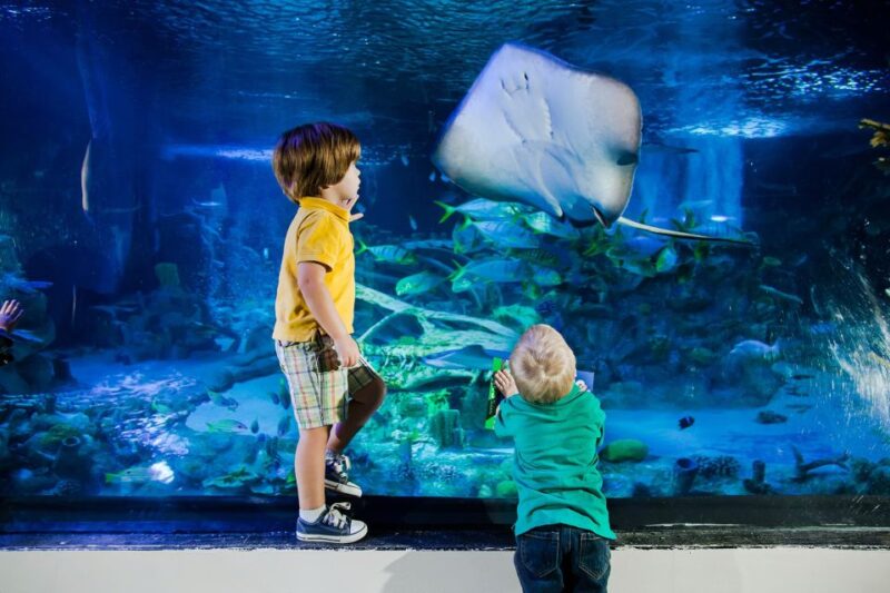 American Dream: SEA LIFE® Aquarium Entry Ticket - The Sum Up: Is the SEA LIFE® Aquarium Worth It?