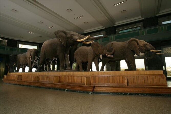 American Museum of Natural History Admission Ticket - A Deep Dive into the Experience