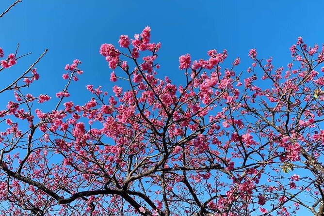 American Village &Okinawa Churaumi Aquarium Tour From Naha/Chatan - Highlights of the Tour