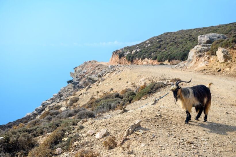 Amorgos: Guided Hike of the Panagia Hozoviotissa Monastery - Authentic Experiences and Real Reviews