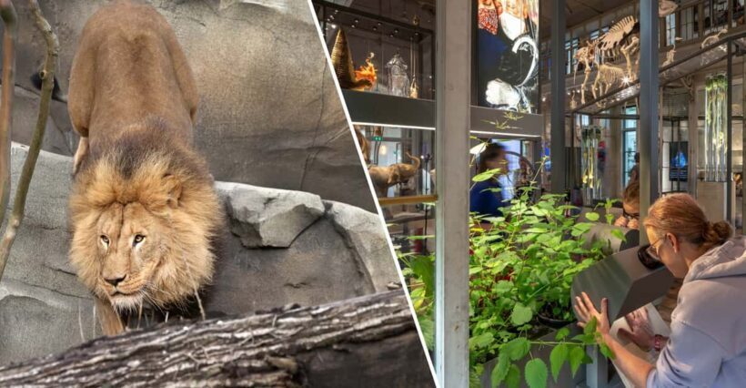 Amsterdam: ARTIS Royal Zoo and ARTIS Groote Museum Ticket - An In-Depth Look at the ARTIS Experience