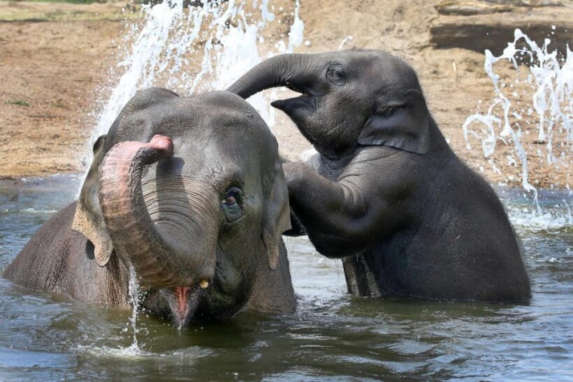 Amsterdam: ARTIS Royal Zoo and ARTIS Groote Museum Ticket - Frequently Asked Questions