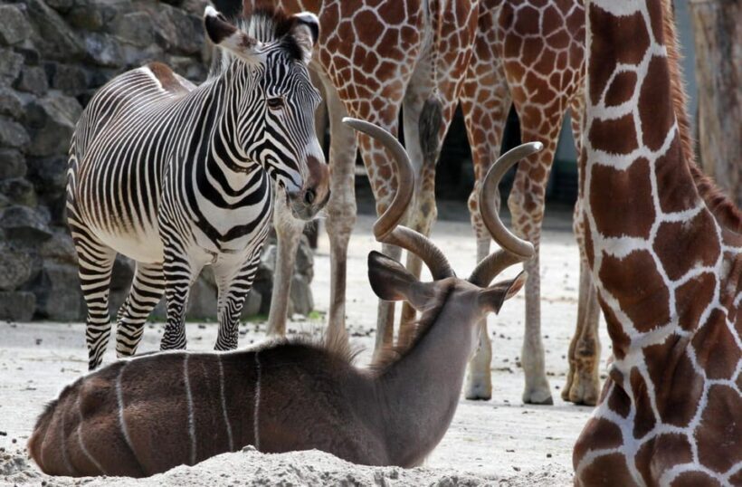 Amsterdam: Artis Royal Zoo & ARTIS-Micropia Combo Ticket - Practical Details and Value