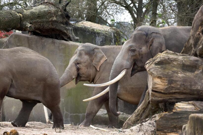 Amsterdam: Artis Royal Zoo & ARTIS-Micropia Combo Ticket - Who Will Love This Experience?